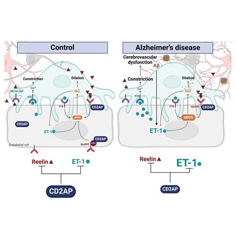 Loss Of Endothelial Cd2ap Causes Sex Dependent Cerebrovascular