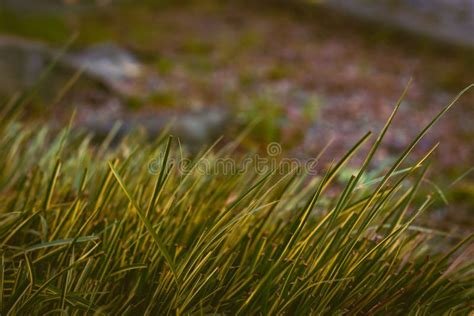Green Grass In The Park With Small Pebbles Nature Leaves And Bushes