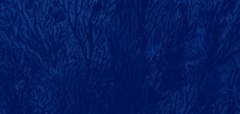 Red Grouper Mote Marine Laboratory And Aquarium