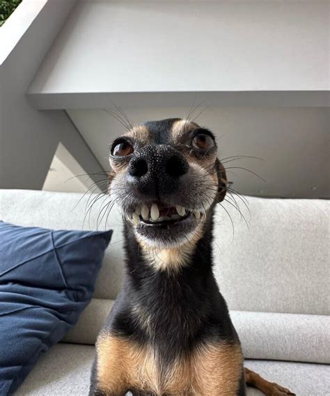 “whats Wrong With Your Dog” 45 Funny Pics Of Dogs Being Goofy And