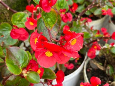 Types Of Wax Begonia In Depth Guide On Varieties And Uses Foliage Friend Learn About