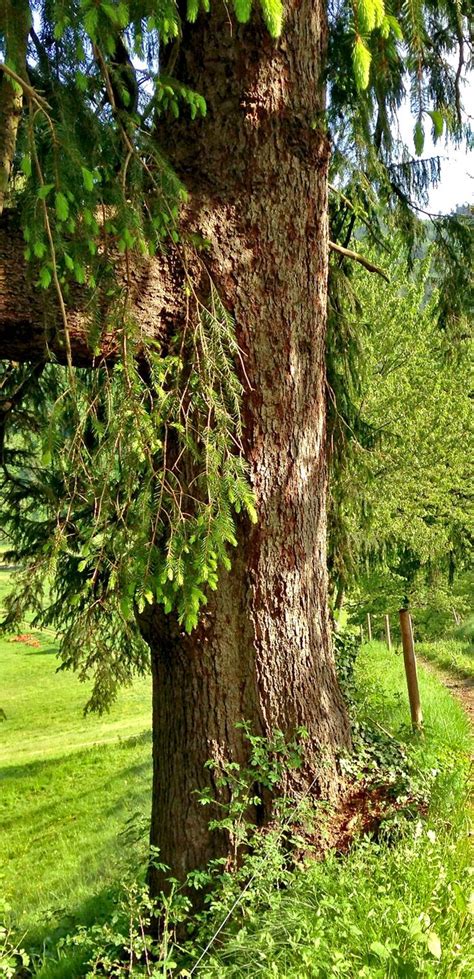 Wallpapers Nature Natural Environment Plantation 700x1438 Telegram From Chappie Desktop Images