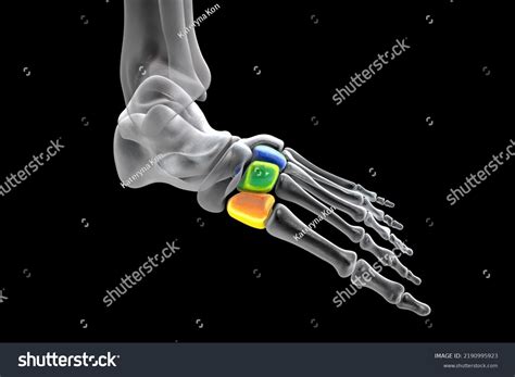 Cuneiform Bones Foot Human Foot Anatomy Stock Illustration 2190995923