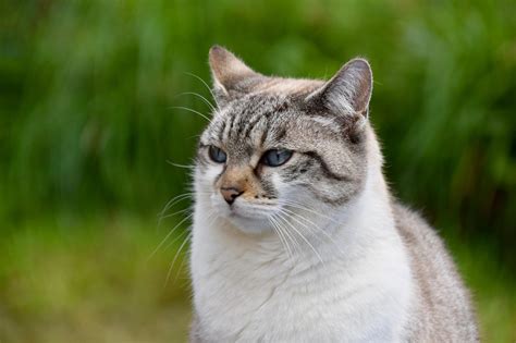 40 000 Free The Pussy Cat And Cat Photos Pixabay