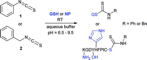 Reactivity Of The Isothiocyanate Group With Cysteine And Lysine For Download Scientific