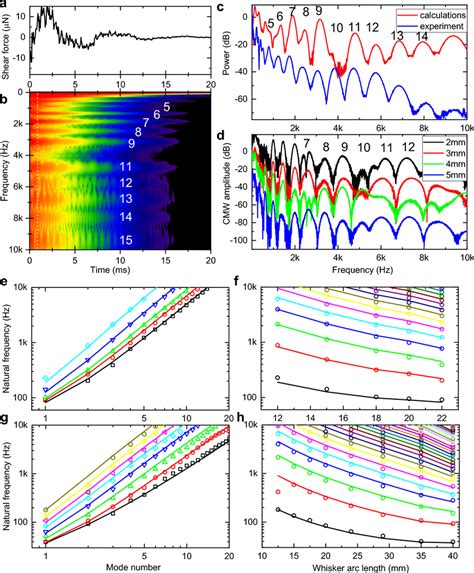 Vibrational Bands Are Euler Bernoulli Transverse Eigenmodes A
