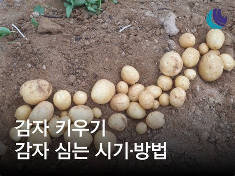 감자 키우기 감자 심는시기 감자 심는방법 농사정보