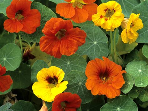 When To Plant Nasturtium Flowers Information