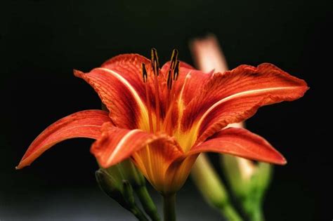 Are Lilies Lilium Toxic To Cats Cat World