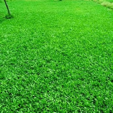 Green Natural Blade Lawn Grass 5 Feet At ₹ 6 5 Sq Ft In Kolkata Id