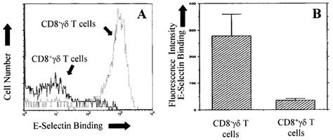 Cd8 T Cells Do Not Bind E Selectin Chimera Three Color Flow Cytometric Download Scientific