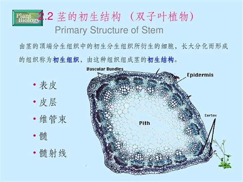 茎的初生结构 双子叶植物 Word文档在线阅读与下载 无忧文档