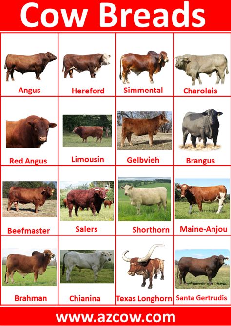 List Of Cattle Breeds And Cow Breeds In The World Artofit