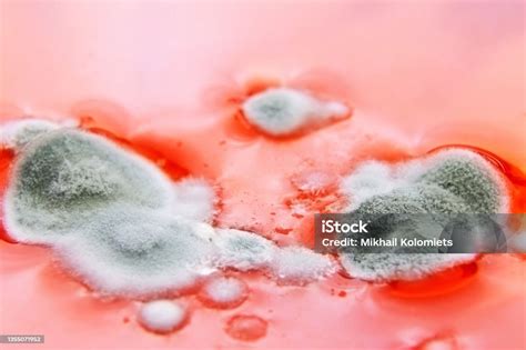 액체에 곰팡이 포자 혈액에 있는 바이러스성 박테리아 곰팡이 감염 균류와 박테리아의 분포 와 곱셈 바이러스 공격 0명에 대한 스톡 사진 및 기타 이미지 Istock