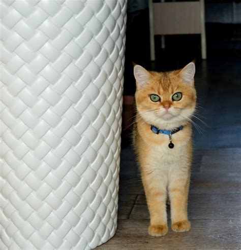 Кошечка породы шотландская золотая шиншилла Окрас Black Golden Ticked Tabby Дата рождения