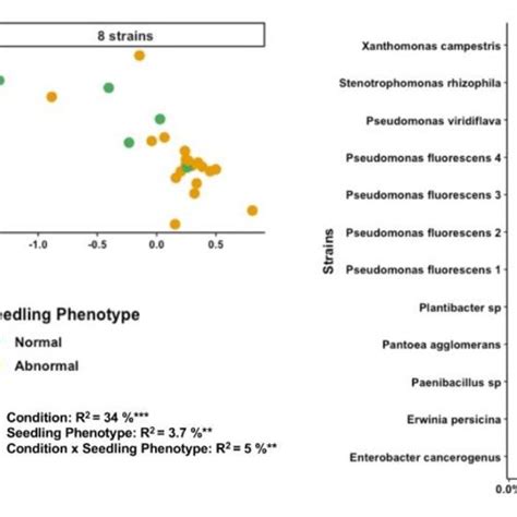 Influence Of Seedling Phenotype Normal Or Abnormal On A Bacterial Download Scientific