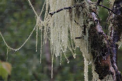 松萝图片须松萝的图片松萝花的图片第4页大山谷图库