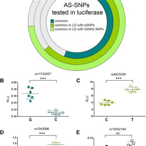 As Snps Associated To Gwas Snps A Model Representation Of The Download Scientific Diagram