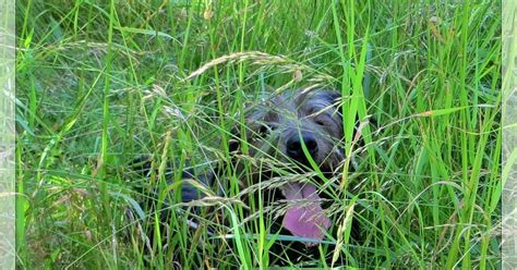 Tierisches Fleißiges Bienchen