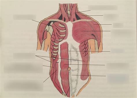 Anatomy Of Chest Wall Muscles Chest Muscles Anatomy Diagram