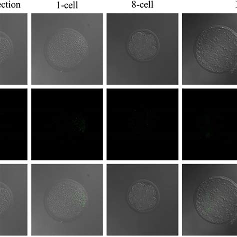 Distribution Of Donor Cytoplasm Of Lysosomes Staining In Different