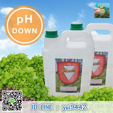 Ph Down ขนาด 5l 120 ฟองน้ำไฮโดรโปนิกส์ราคาถูกมาก