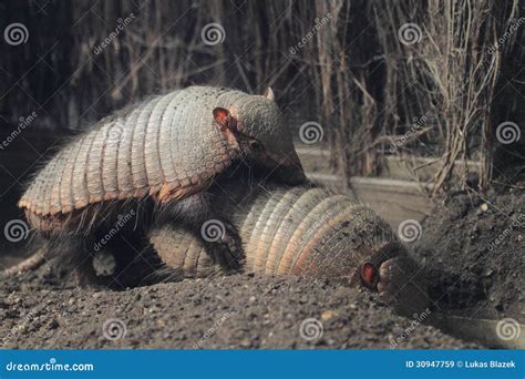 Mating Armadillos Stock Image Image Of Armadillo Mammal 30947759
