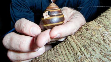 Slimy Stoush How A Rare Snail Is Dividing The Greens Daily Telegraph