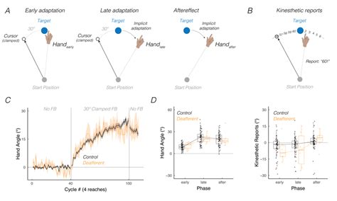 Implicit Adaptation And Pattern Of Kinesthetic Errors Are Preserved In