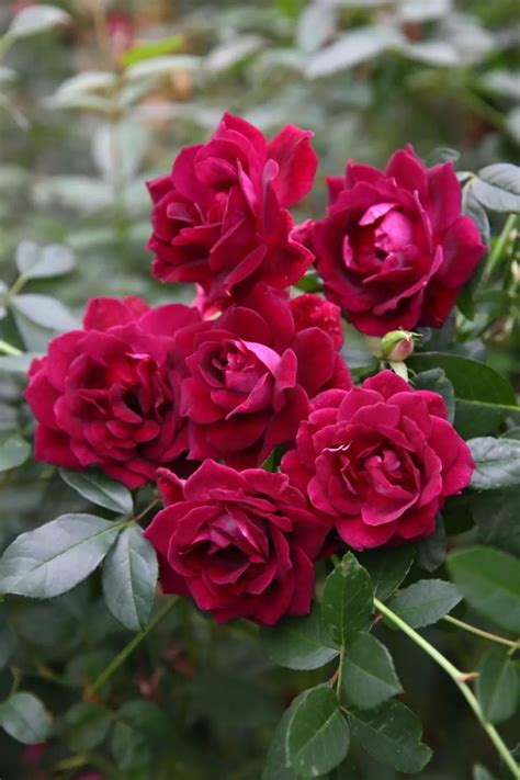 天狼说月季｜它可能是世界上最受欢迎的系列月季了 冰山 月季 花