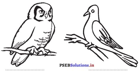 Pseb 3rd Class Evs Solutions Chapter 8 ਪੰਛੀਆਂ ਦੀ ਦੁਨੀਆ Pseb Solutions