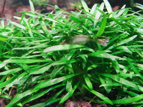迷你椒草 泡泡水族