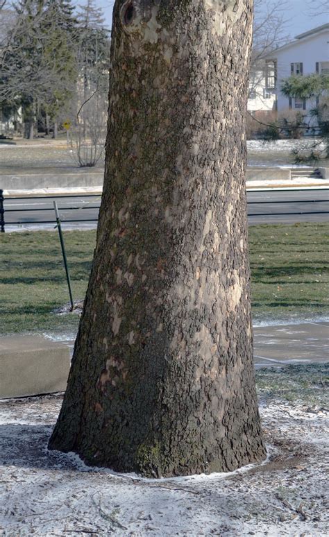 Platanus Occidentalis Purdue Arboretum Explorer