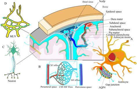 Enlarged Perivascular Space And Index For Diffusivity Along The Perivascular Space As Emerging