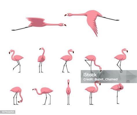 핑크 플라밍고 걷기 다양한 포즈 만화 귀여운 벡터 일러스트 홍학에 대한 스톡 벡터 아트 및 기타 이미지 홍학 날기 벡터 Istock