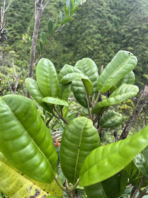 Native Hawaiian Plants My Plant Id Guide — Noahawaii