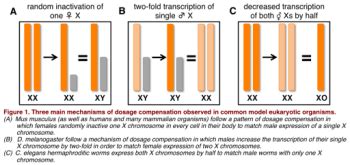 Sex Vs Gender Chromosomes Genes And Traits An Introduction To Genetics Revised Edition