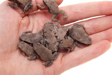 A Lot Of Small Smooth Sided Toads Isolated On White Stock Image