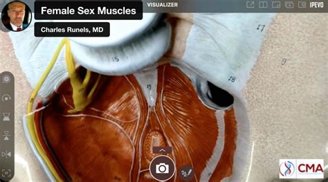Female Sex Muscles Part Orgasm College