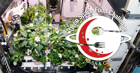 Martha Stewart Helps Nasa Pick Deep Space Food Challenge Winners