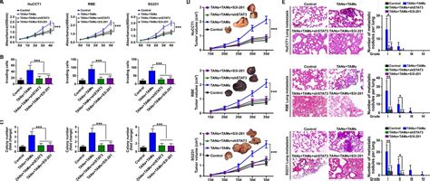 Tumor Associated Neutrophils And Macrophages Interaction Contributes To Intrahepatic