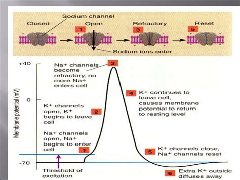 Resting Potential
