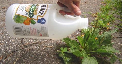 These Are Natural Ways To Kill Garden Weeds