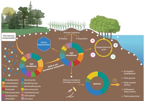 我院红树林湿地生态学课题组综述利用微生物组可持续调控土壤重金属汞污染的生态修复潜力 深圳大学生命与海洋科学学院