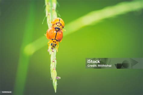 잔디에 무당벌레 무당벌레는 아름 다운 작은 곤충에 녹색 자연 배경 흐리게 0명에 대한 스톡 사진 및 기타 이미지 0명 검은색 계절 Istock