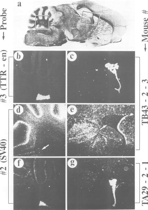 In Situ Localization Of Brain Specific Transgene Expression The Bright Download Scientific
