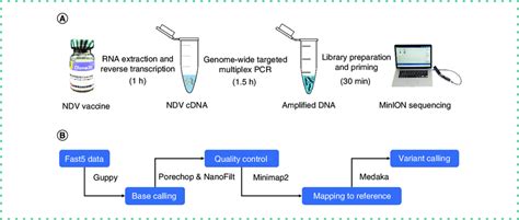 the workflow of vaccine detection based on the nanopore sequencing a
