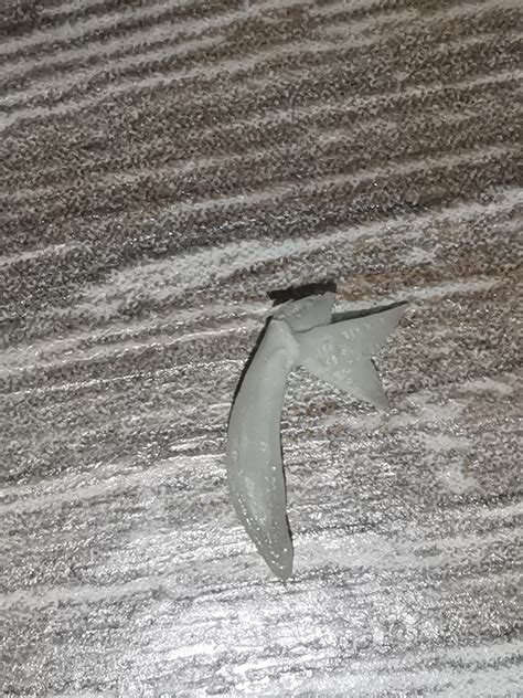 Bean Embryo R Plants