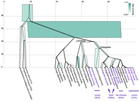Maximum A Posteriori Species Tree Of The Primate Dataset 34 One Download Scientific Diagram