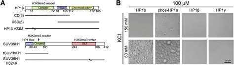 Llps Assay Of Human Hp1 Proteins A Schematic Representation Of The